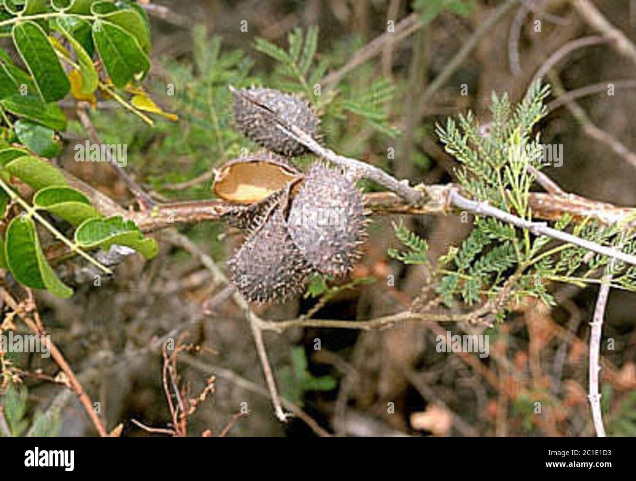 Bonduc hi-res stock photography and images - Alamy