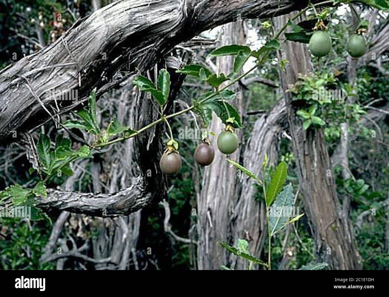 Passiflora edulis sims hi-res stock photography and images - Alamy