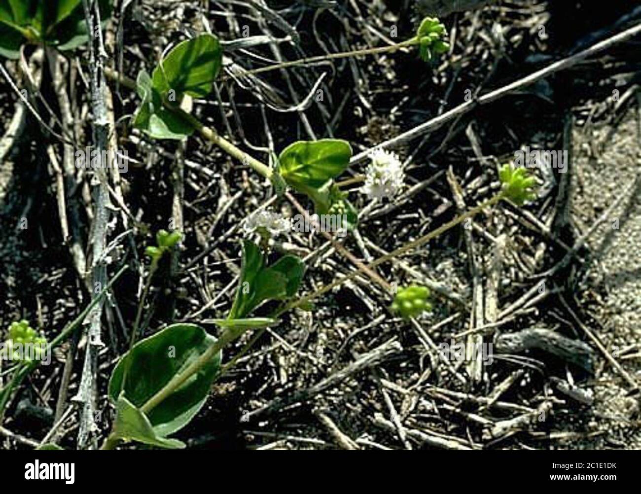 Boerhavia repens hi-res stock photography and images - Alamy