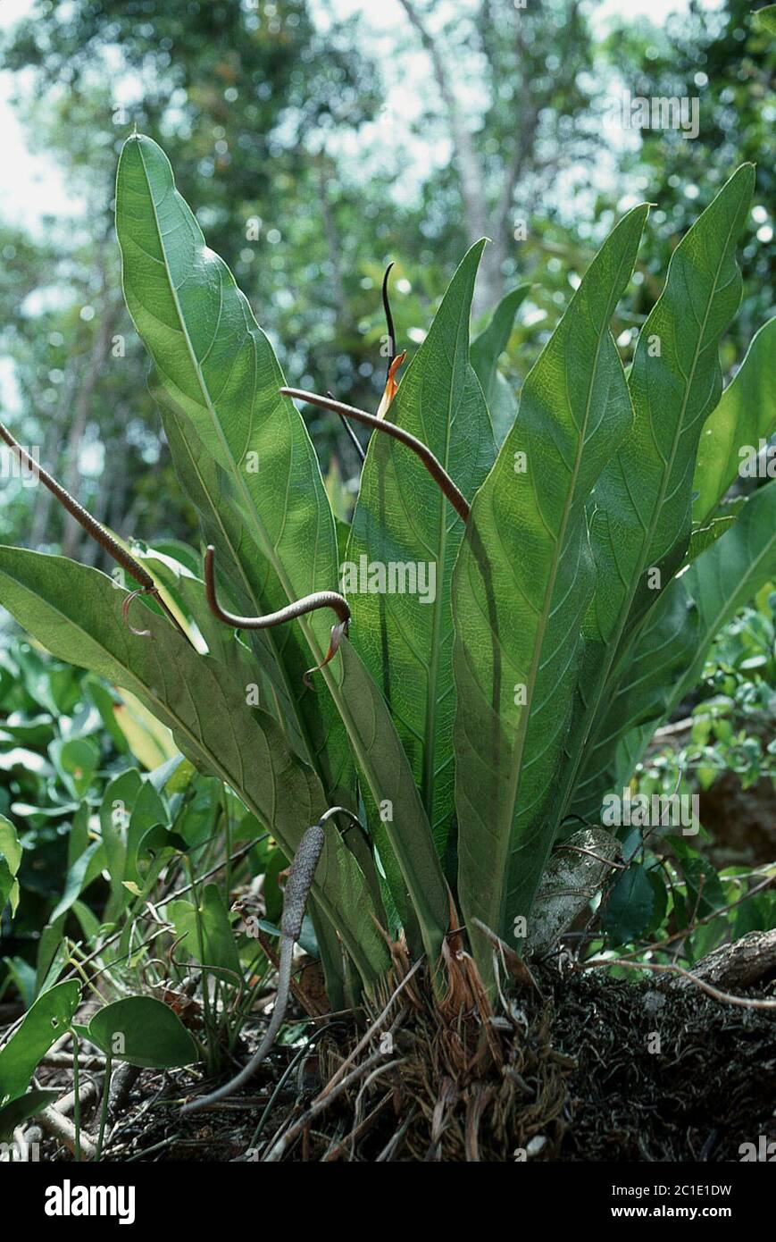 Anthurium crenatum L Kunth Anthurium crenatum L Kunth Stock Photo - Alamy