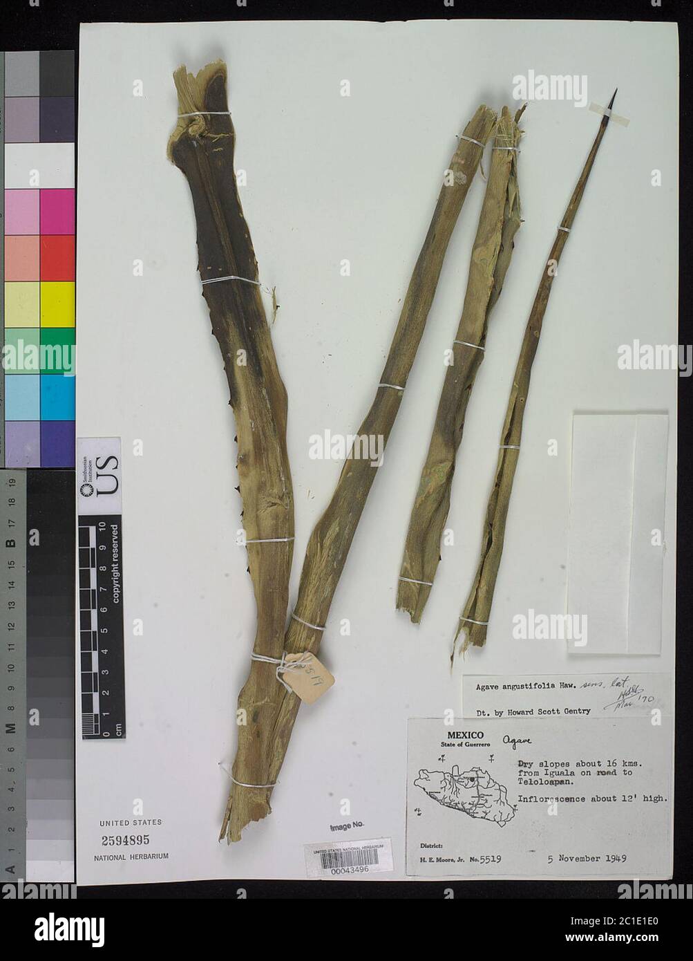 Agave angustifolia Haw Agave angustifolia Haw Stock Photo - Alamy