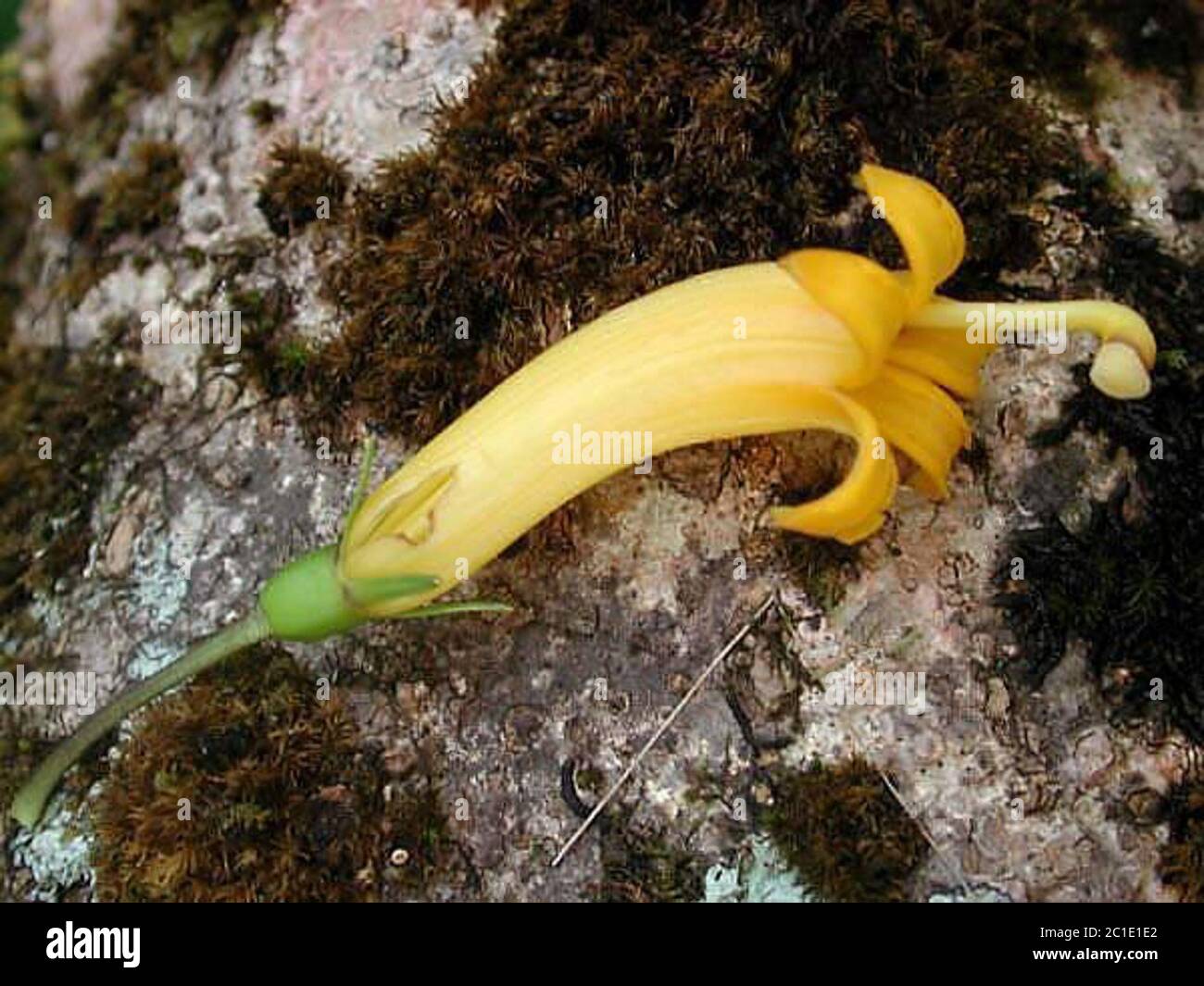 Wagner5301.jpg Scaevola glabra Hook Arn Stock Photo - Alamy