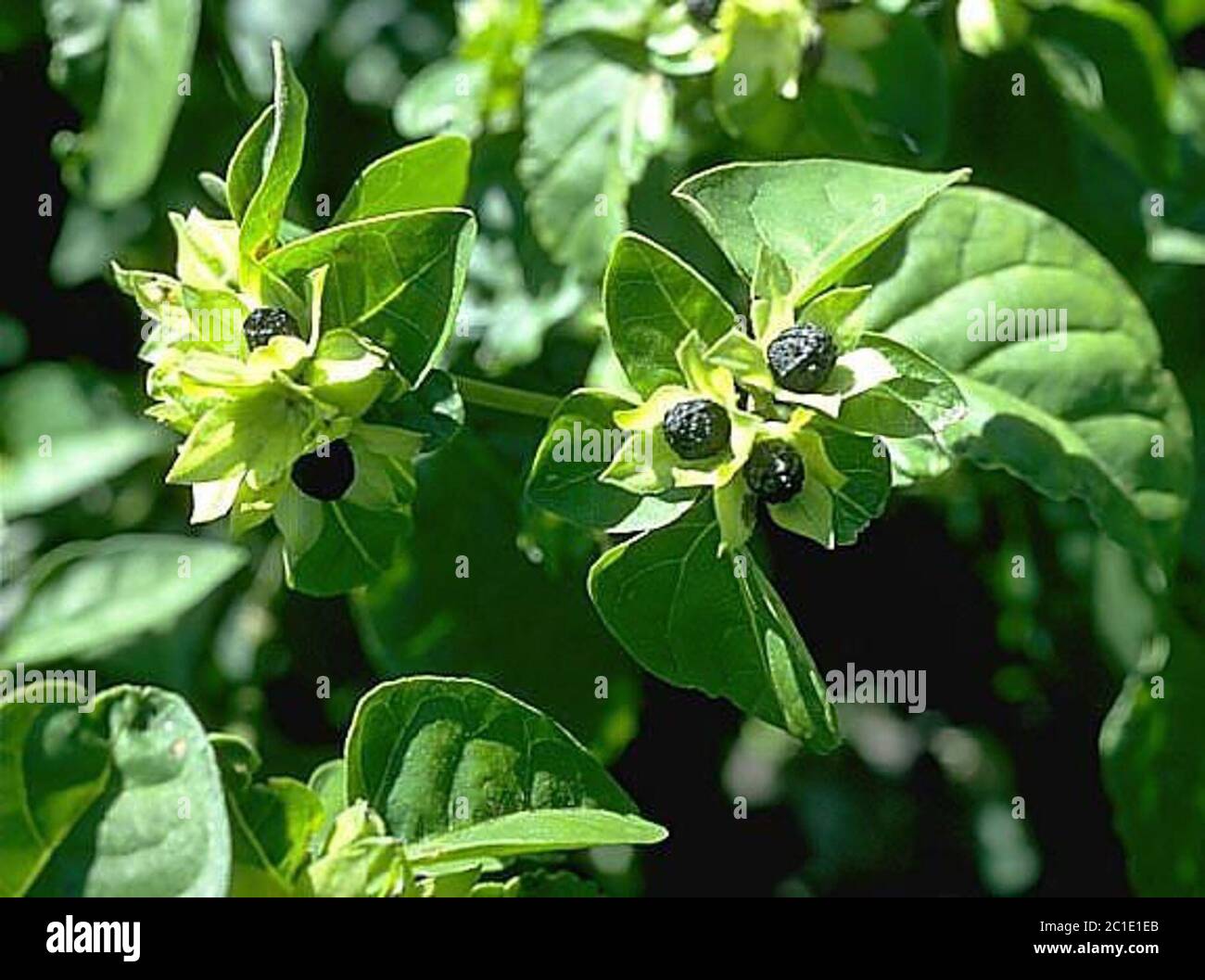 Mirabilis jalapa l hi-res stock photography and images - Alamy
