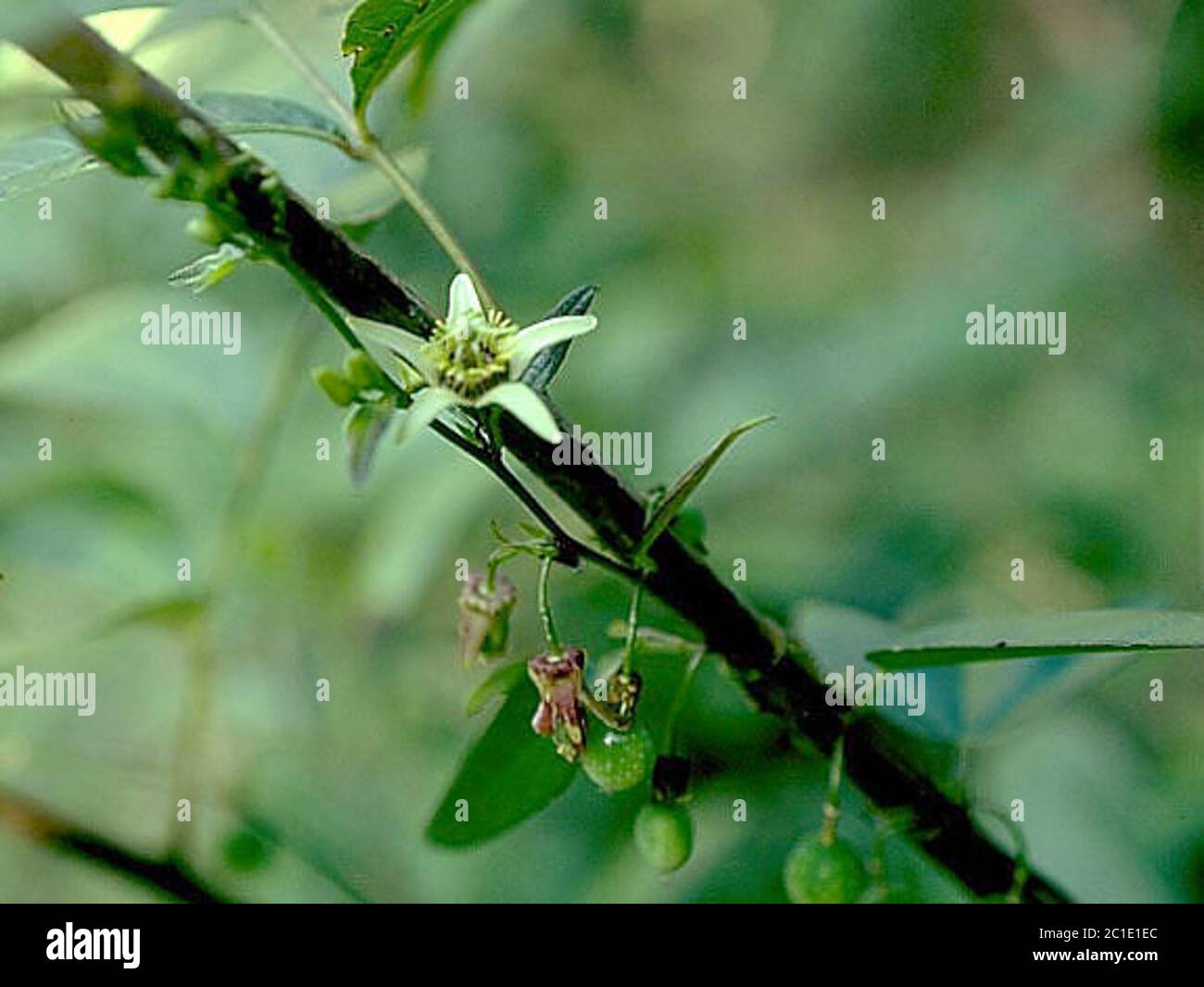 Passiflora suberosa hi-res stock photography and images - Alamy