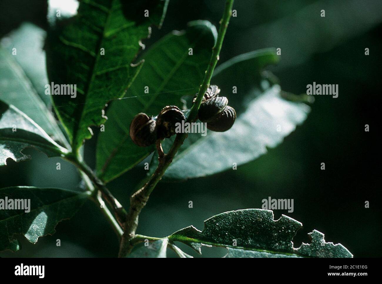 Pilocarpus racemosus Pilocarpus racemosus Stock Photo - Alamy