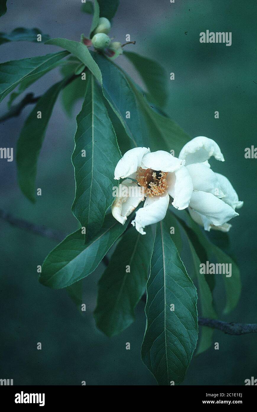 Franklinia hi-res stock photography and images - Alamy