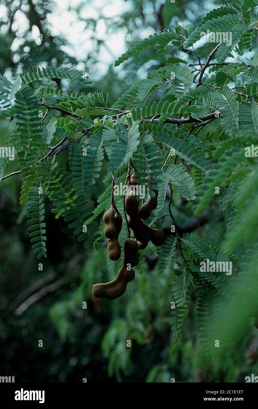 Tamarindus indica L Tamarindus indica L Stock Photo - Alamy