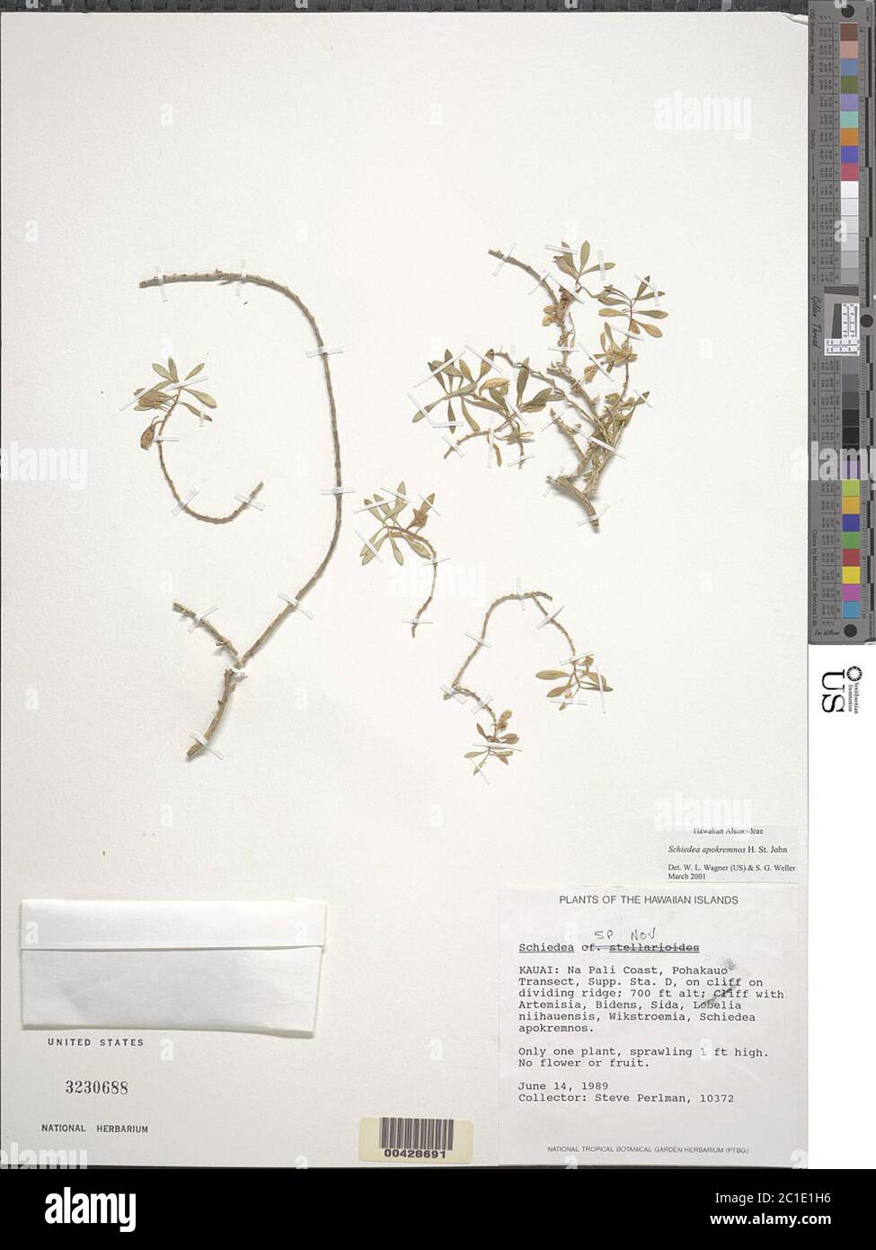 Schiedea hi-res stock photography and images - Alamy