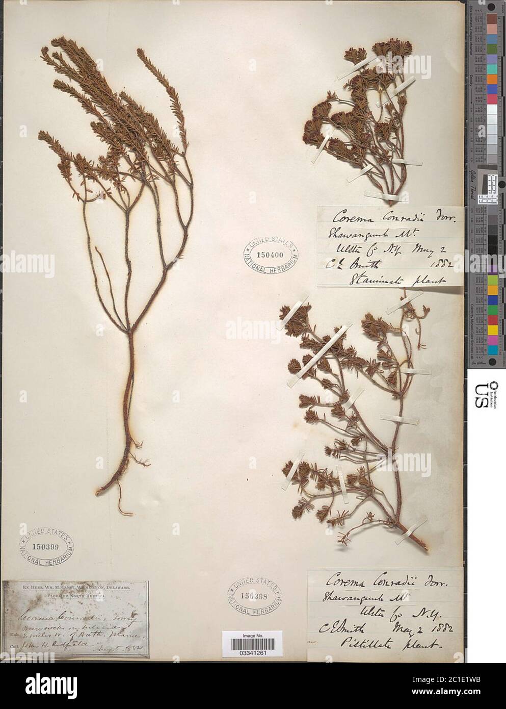 Corema conradii Torr Corema conradii Torr Stock Photo - Alamy