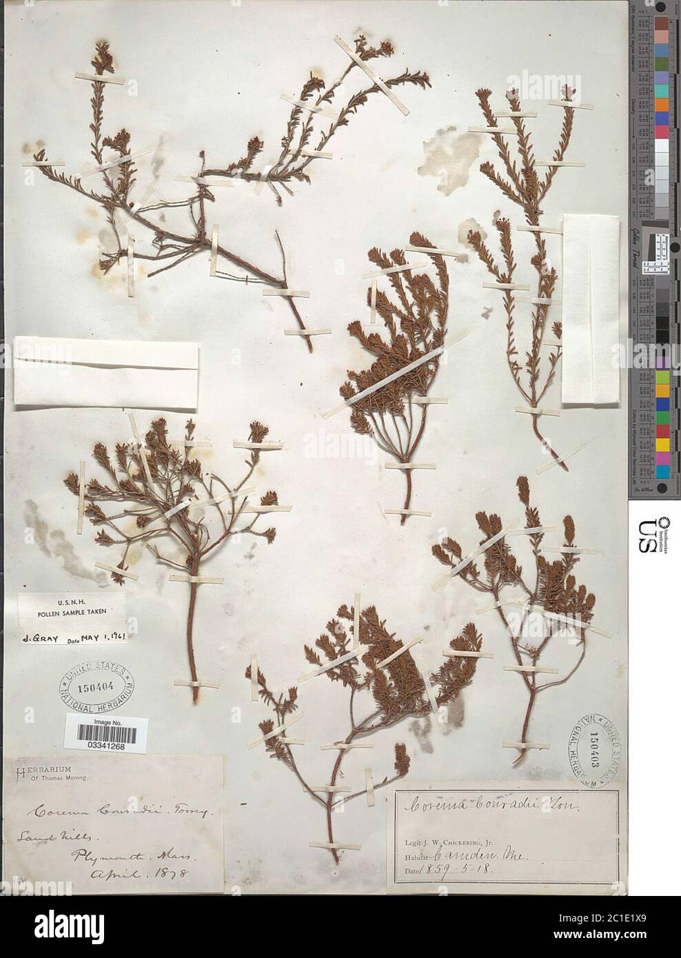 Corema conradii Torr Corema conradii Torr Stock Photo - Alamy