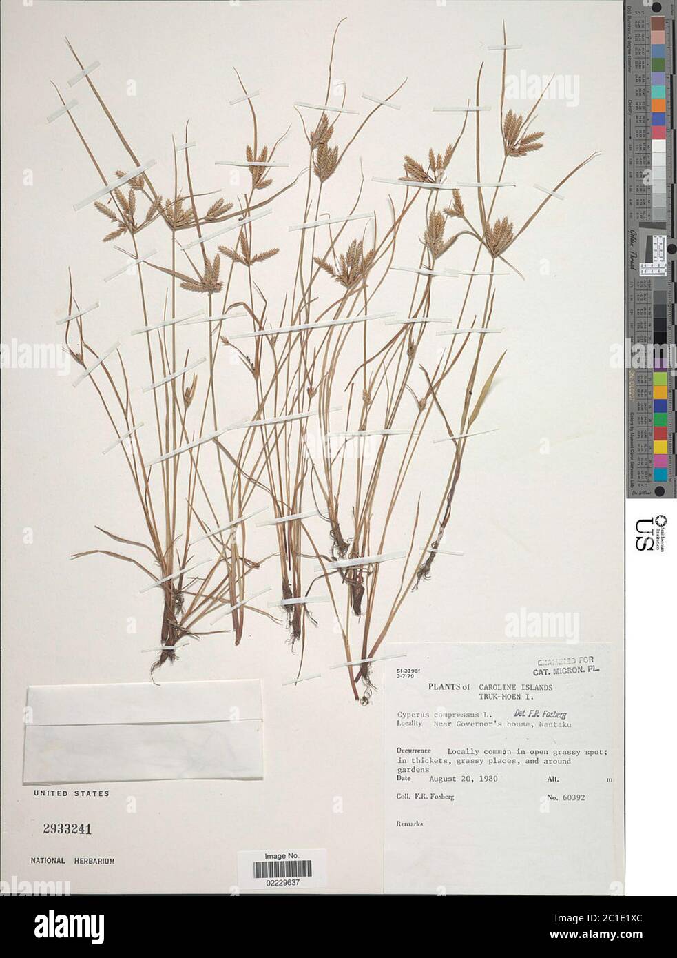 Cyperus compressus L Cyperus compressus L Stock Photo - Alamy