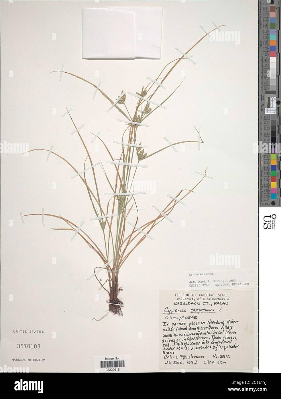 Cyperus compressus hi-res stock photography and images - Alamy