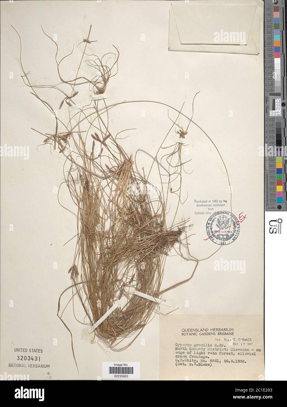 Cyperus gracilis R Br Cyperus gracilis R Br Stock Photo - Alamy