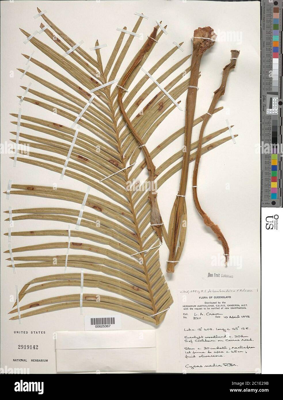 Cycas media hi-res stock photography and images - Alamy