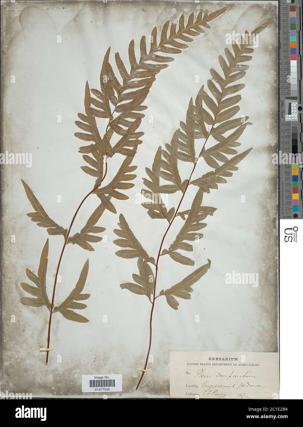 Pteris semipinnata L Pteris semipinnata L Stock Photo - Alamy