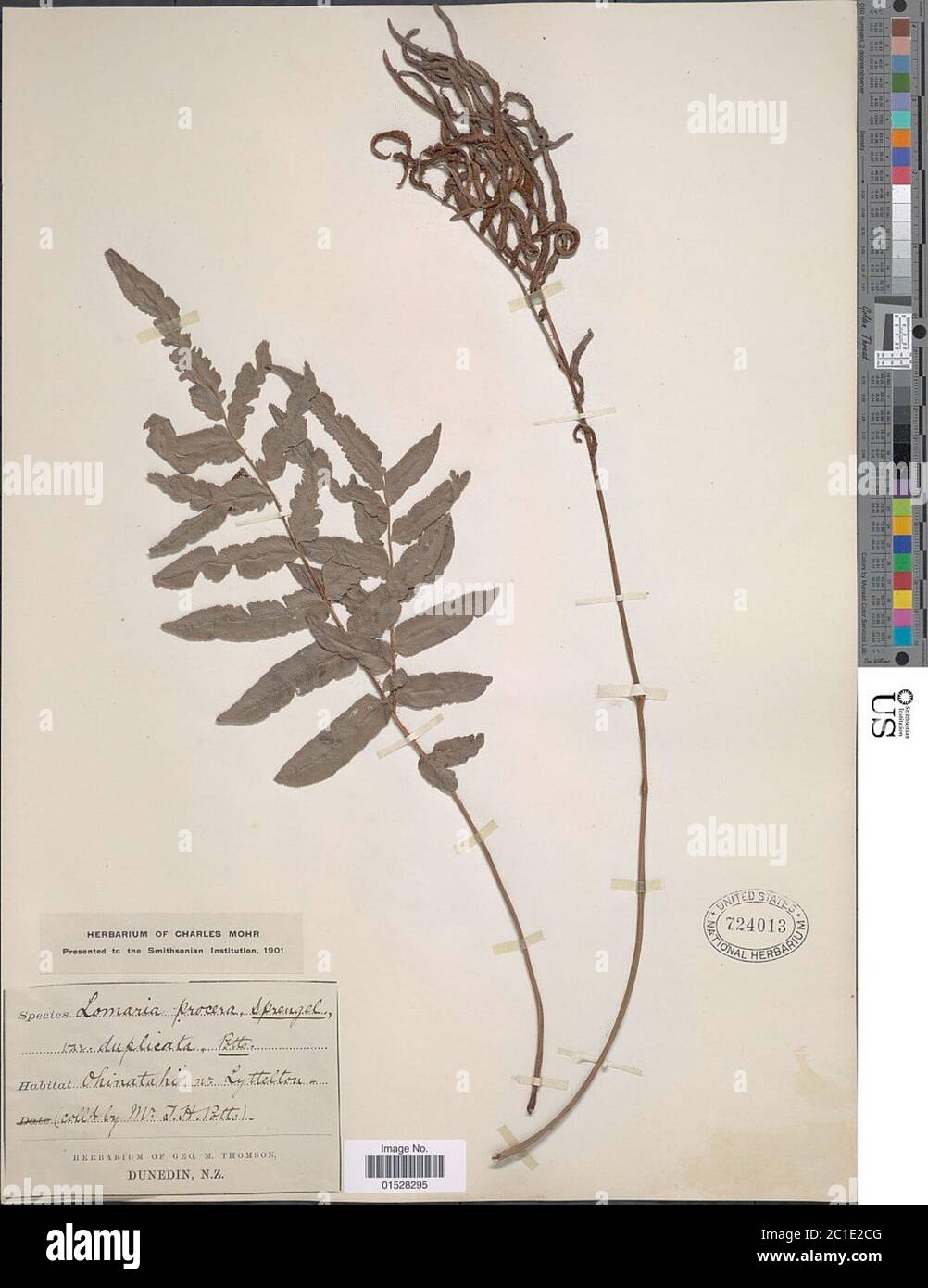 Blechnum sp hi-res stock photography and images - Alamy