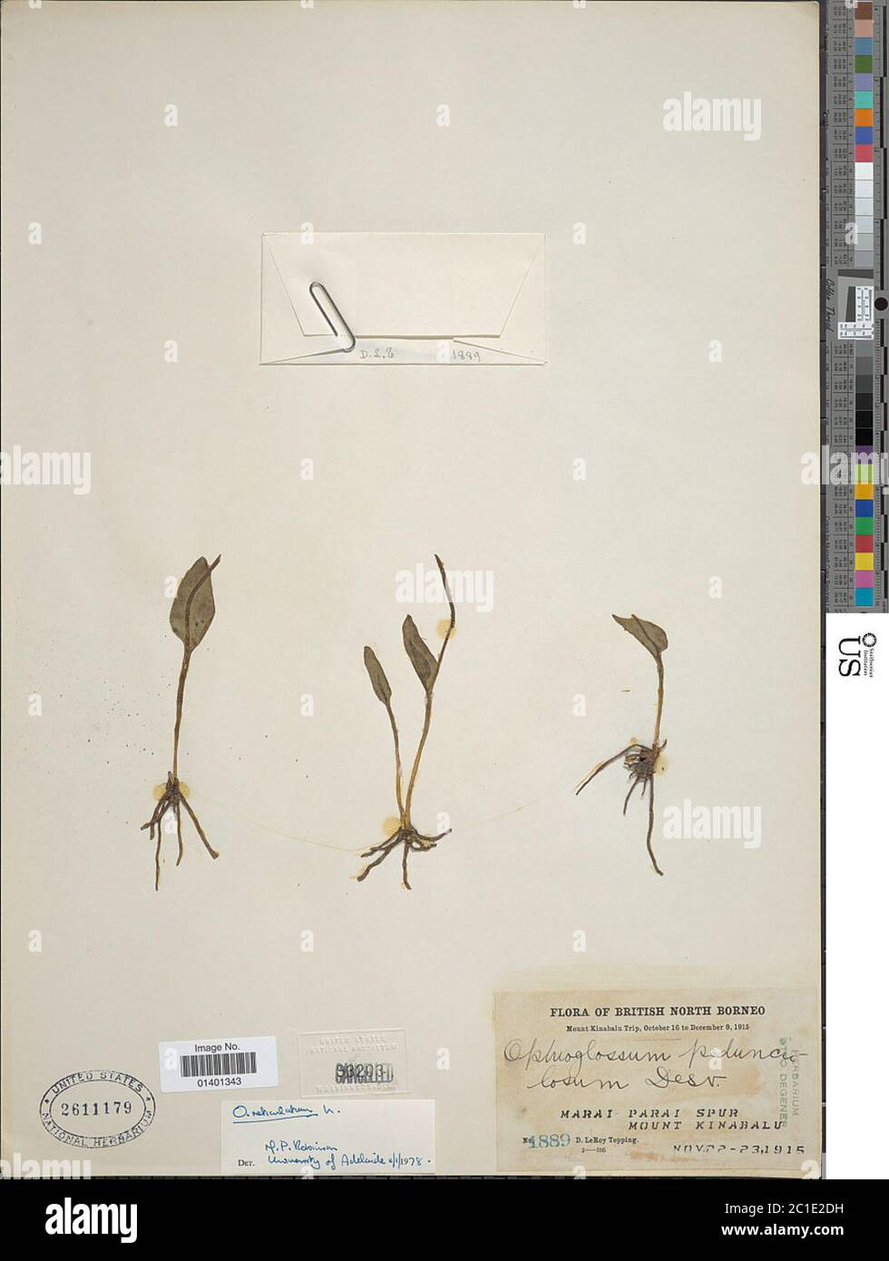 Ophioglossum reticulatum L Stock Photo - Alamy