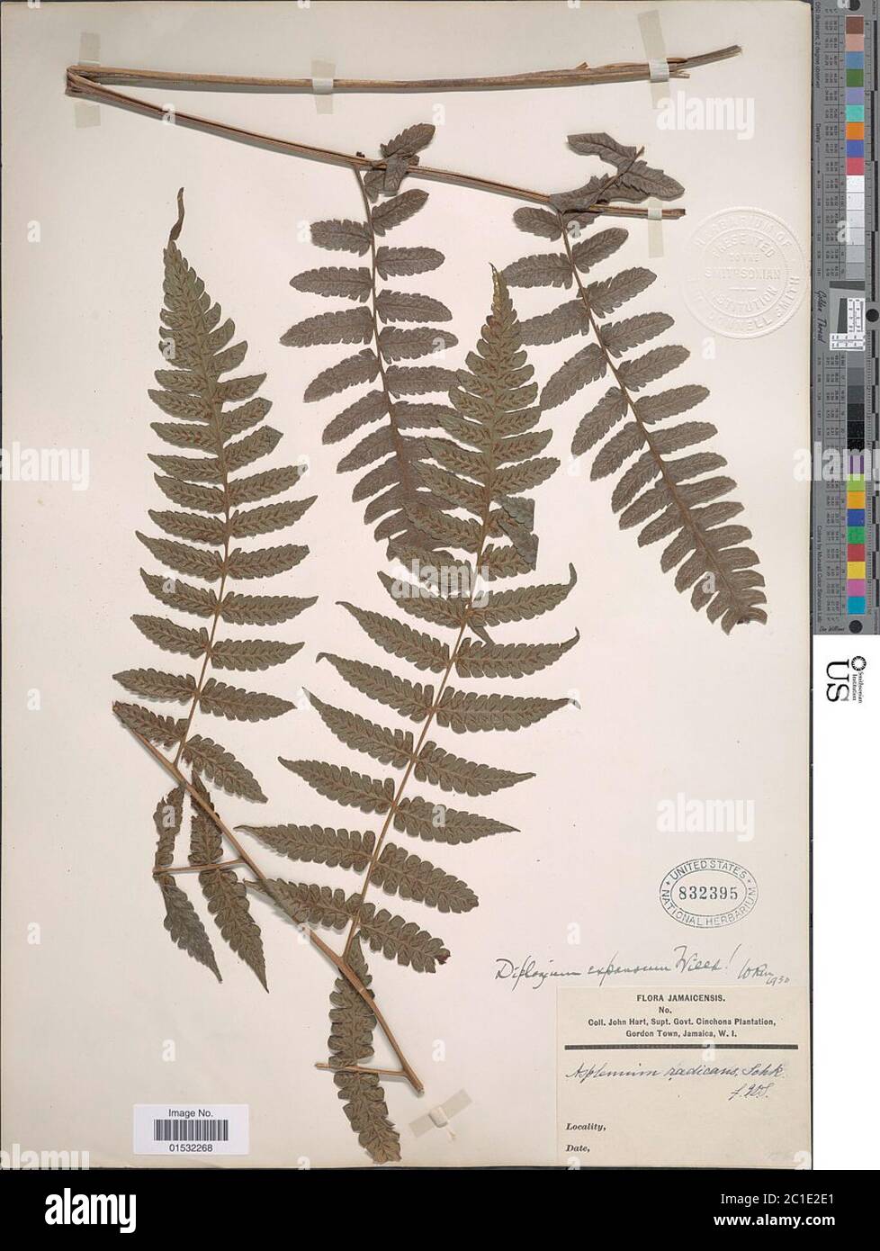 Expansum hi-res stock photography and images - Alamy