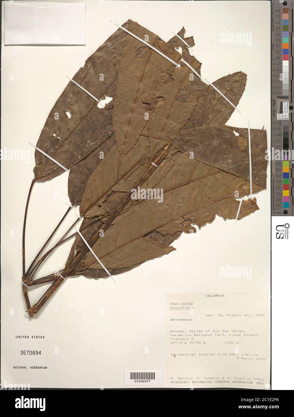 Schefflera sp Schefflera sp Stock Photo - Alamy