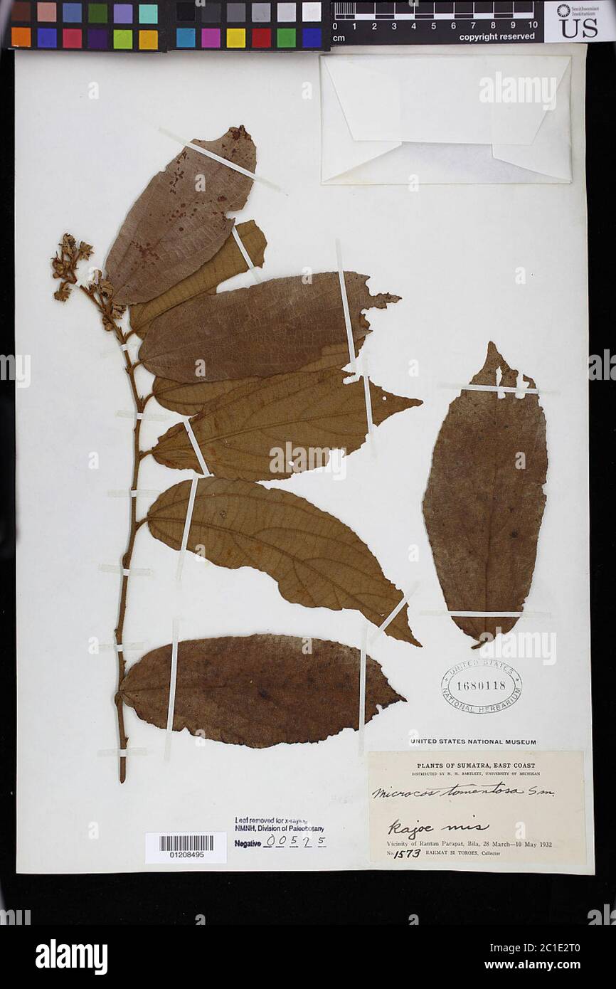 Microcos tomentosa Microcos tomentosa Stock Photo - Alamy