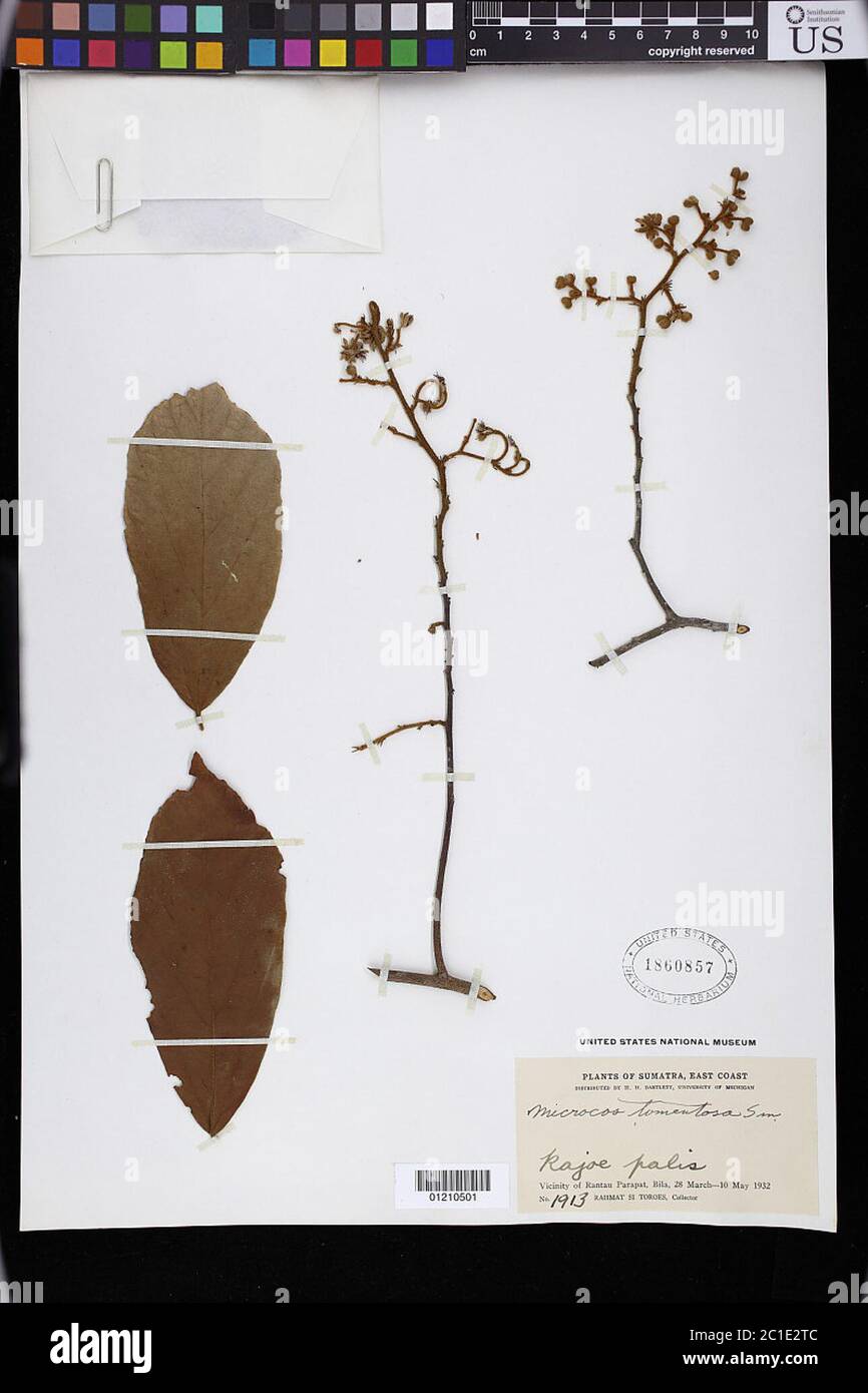 Microcos tomentosa Microcos tomentosa Stock Photo - Alamy