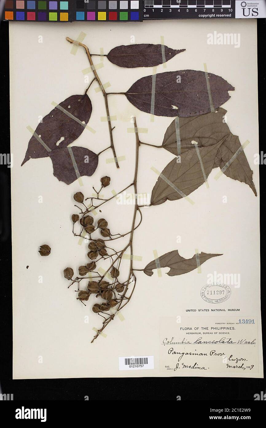 Burret hi-res stock photography and images - Alamy