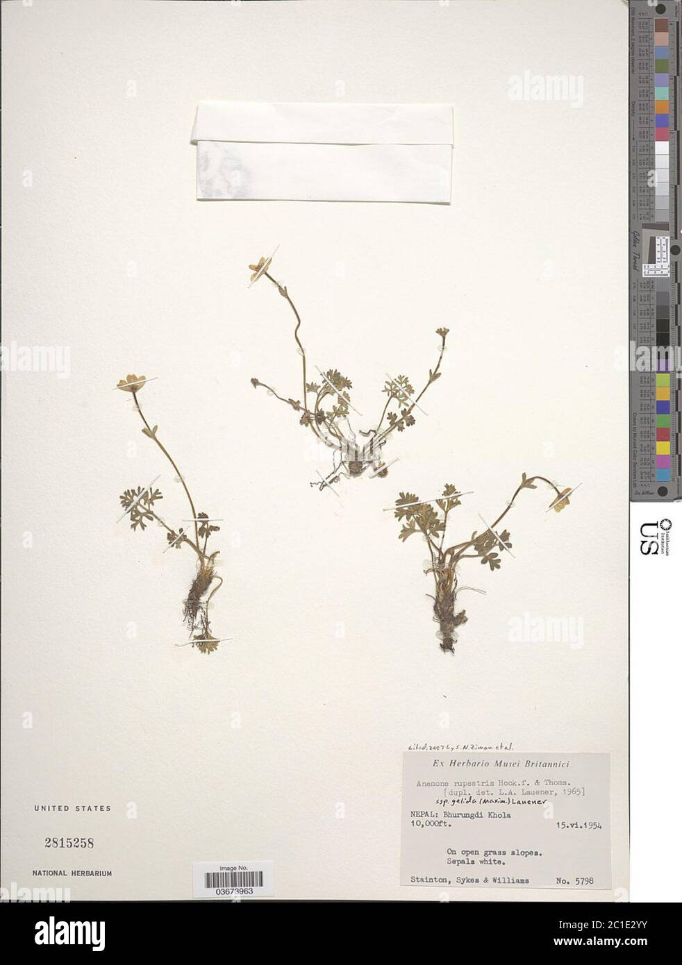 Anemone rupestris subsp gelida Maxim Lauener Anemone rupestris subsp ...