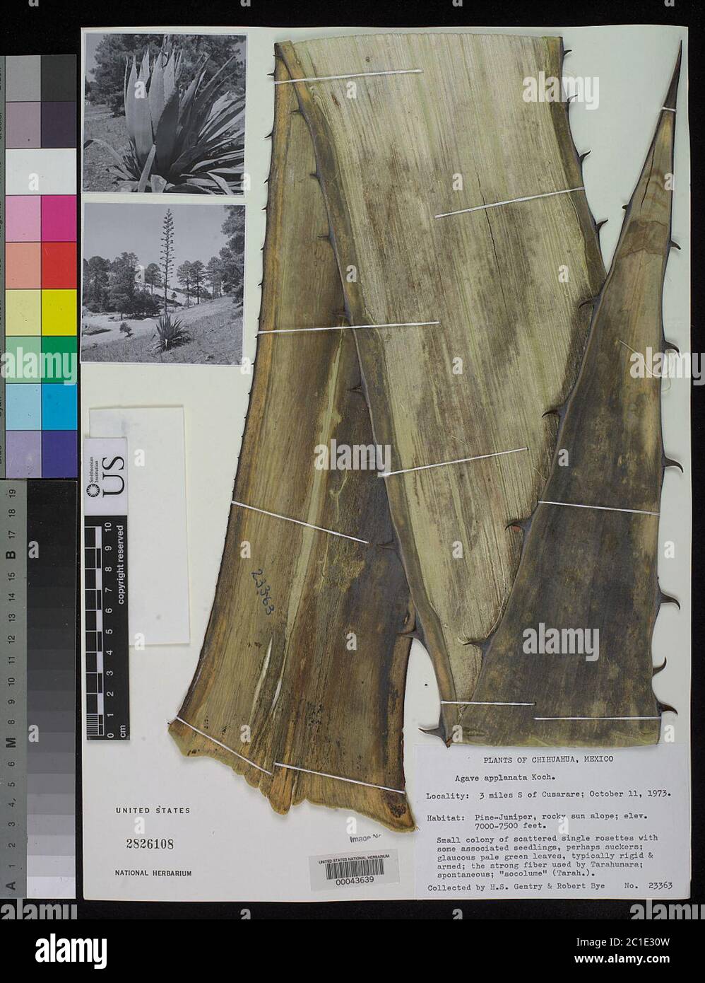 Agave applanata Agave applanata Stock Photo - Alamy