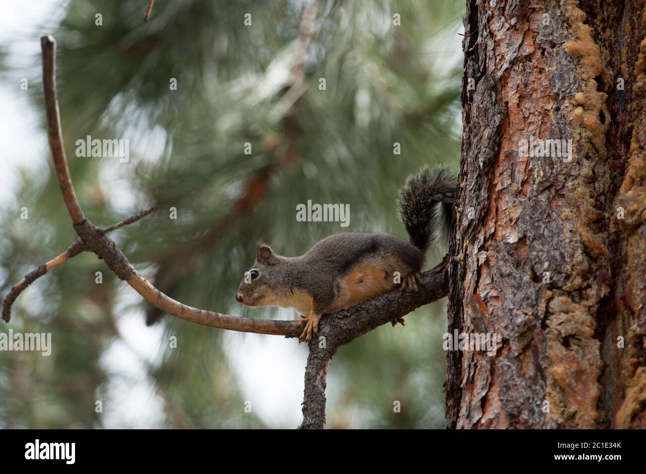 A Douglas Squirrel (Tamiasciurus douglasii) in a Ponderosa Pine tree ...