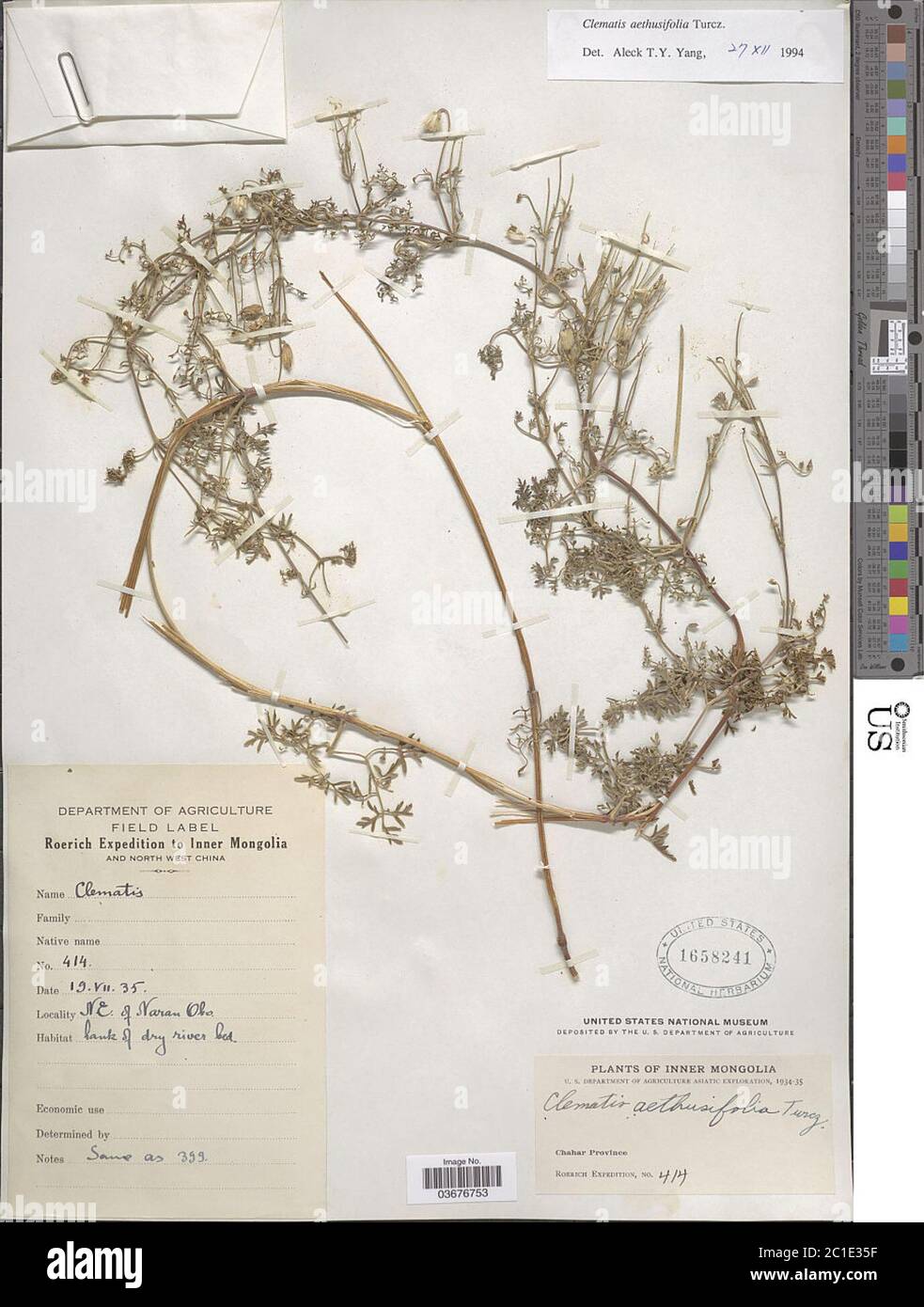 Clematis aethusifolia Turcz Clematis aethusifolia Turcz Stock Photo - Alamy