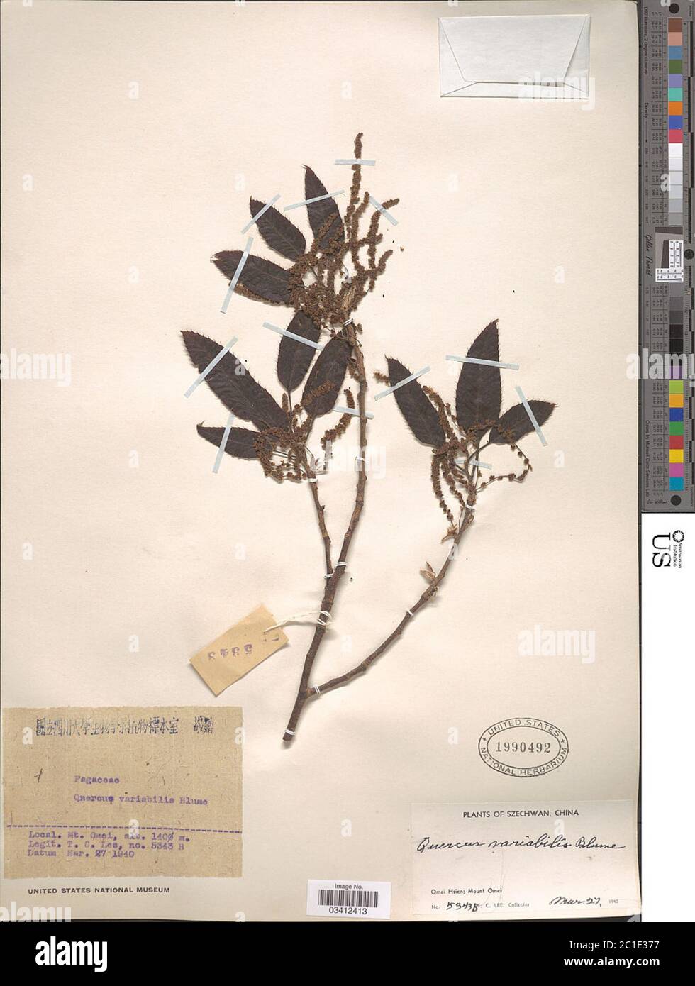 Quercus variabilis hi-res stock photography and images - Alamy