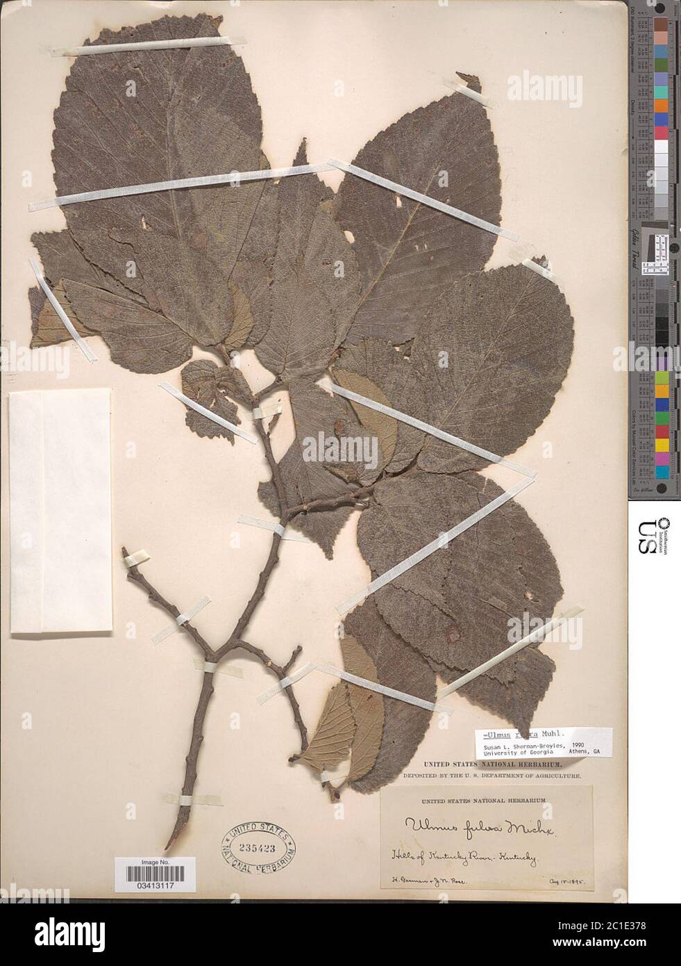 Ulmus rubra Muhl Ulmus rubra Muhl Stock Photo - Alamy