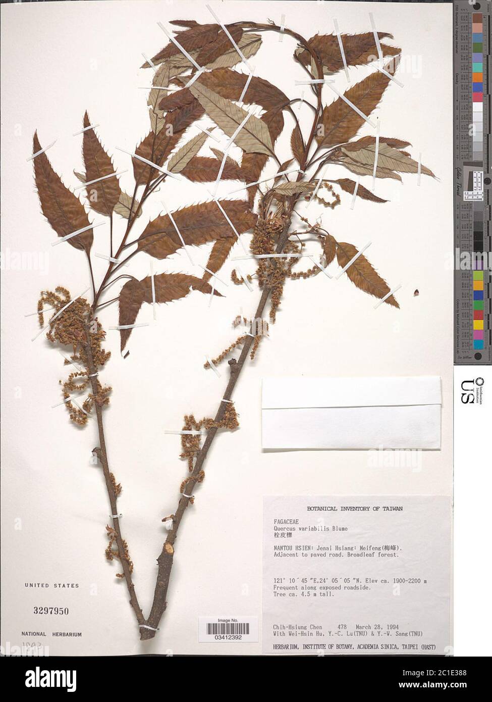 Chinese cork oak bark quercus variabilis hi-res stock photography and ...