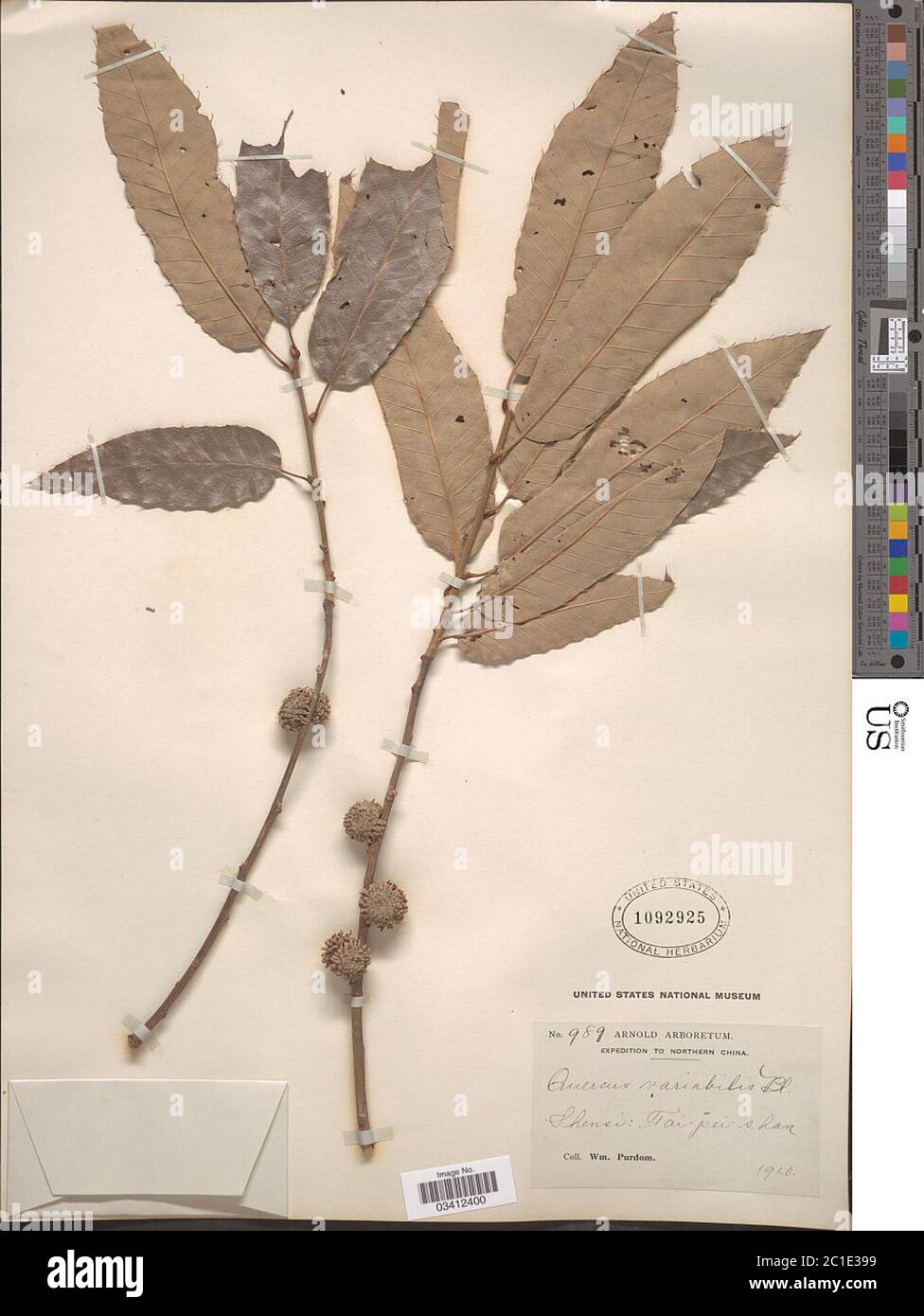 Quercus Variabilis High Resolution Stock Photography and Images - Alamy