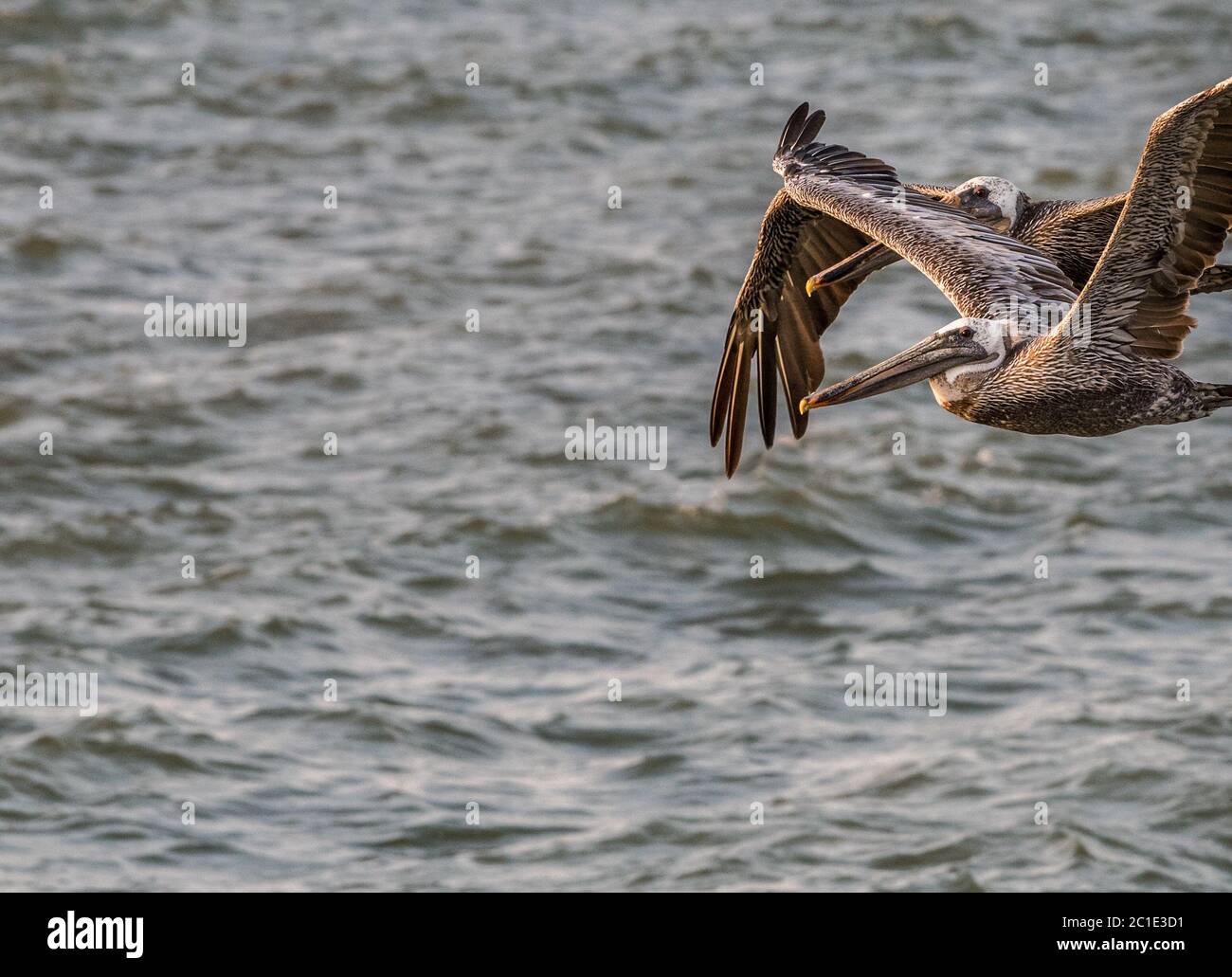 Pacific ocean marine animals hi-res stock photography and images - Alamy