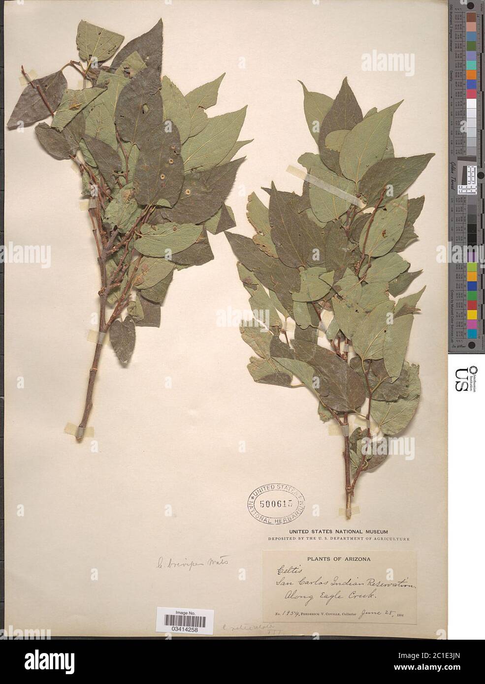 Celtis reticulata Torr Celtis reticulata Torr Stock Photo - Alamy