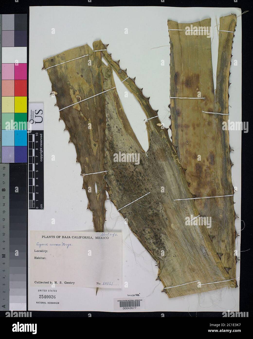 Agave aurea Agave aurea Stock Photo - Alamy