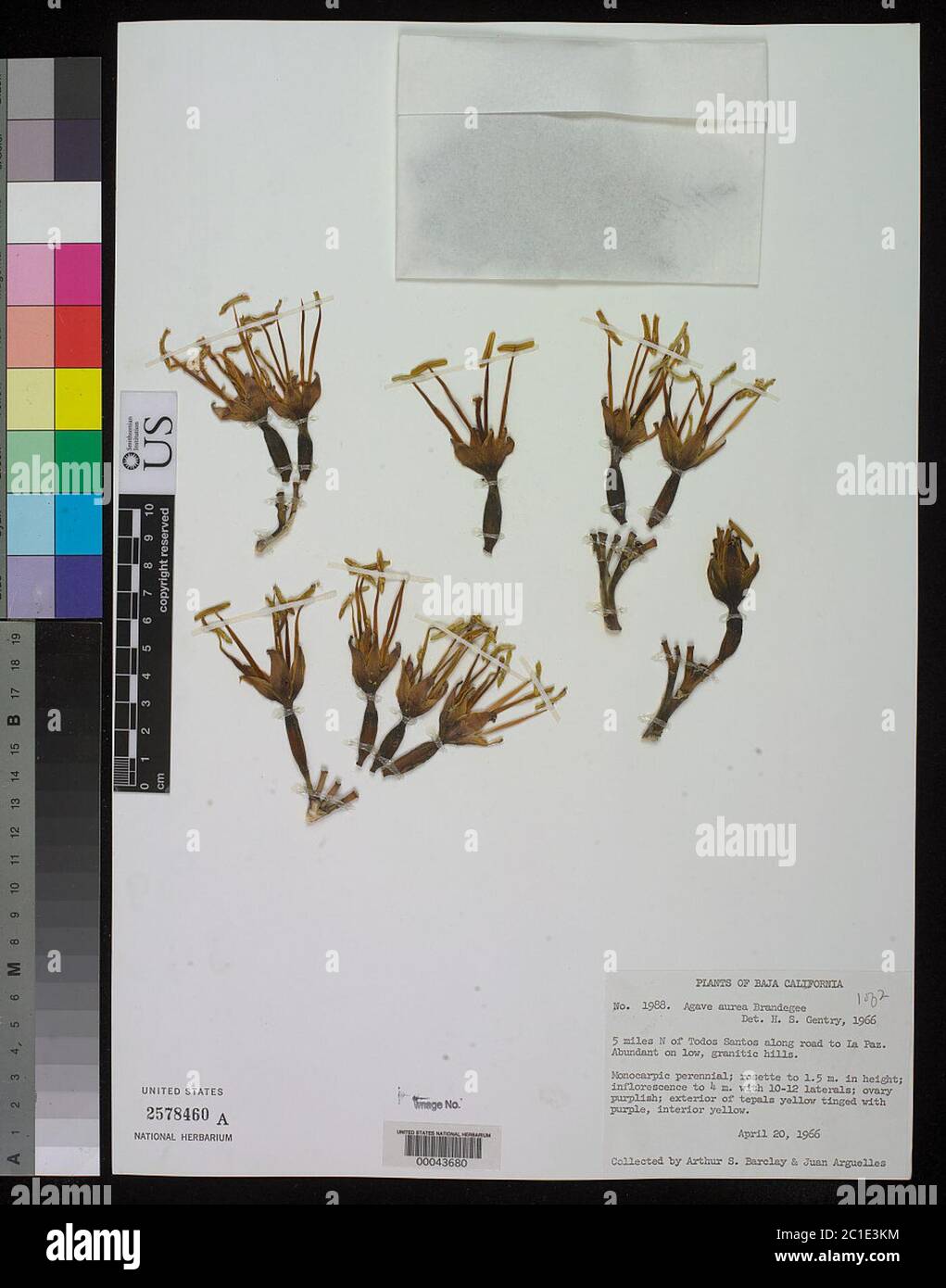 Agave aurea Agave aurea Stock Photo - Alamy