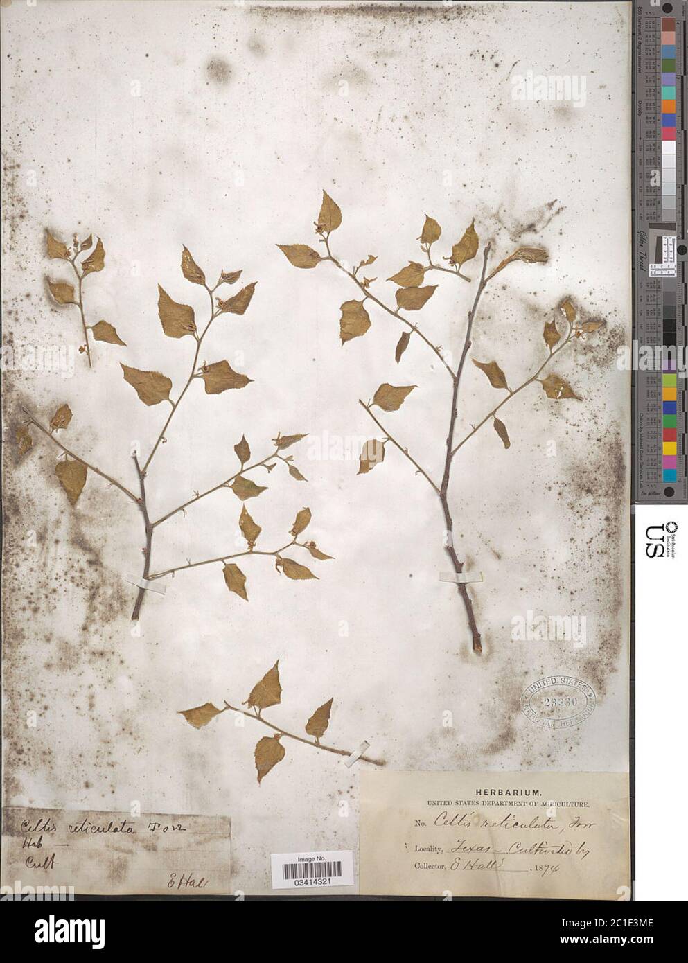 Celtis reticulata Torr Celtis reticulata Torr Stock Photo - Alamy