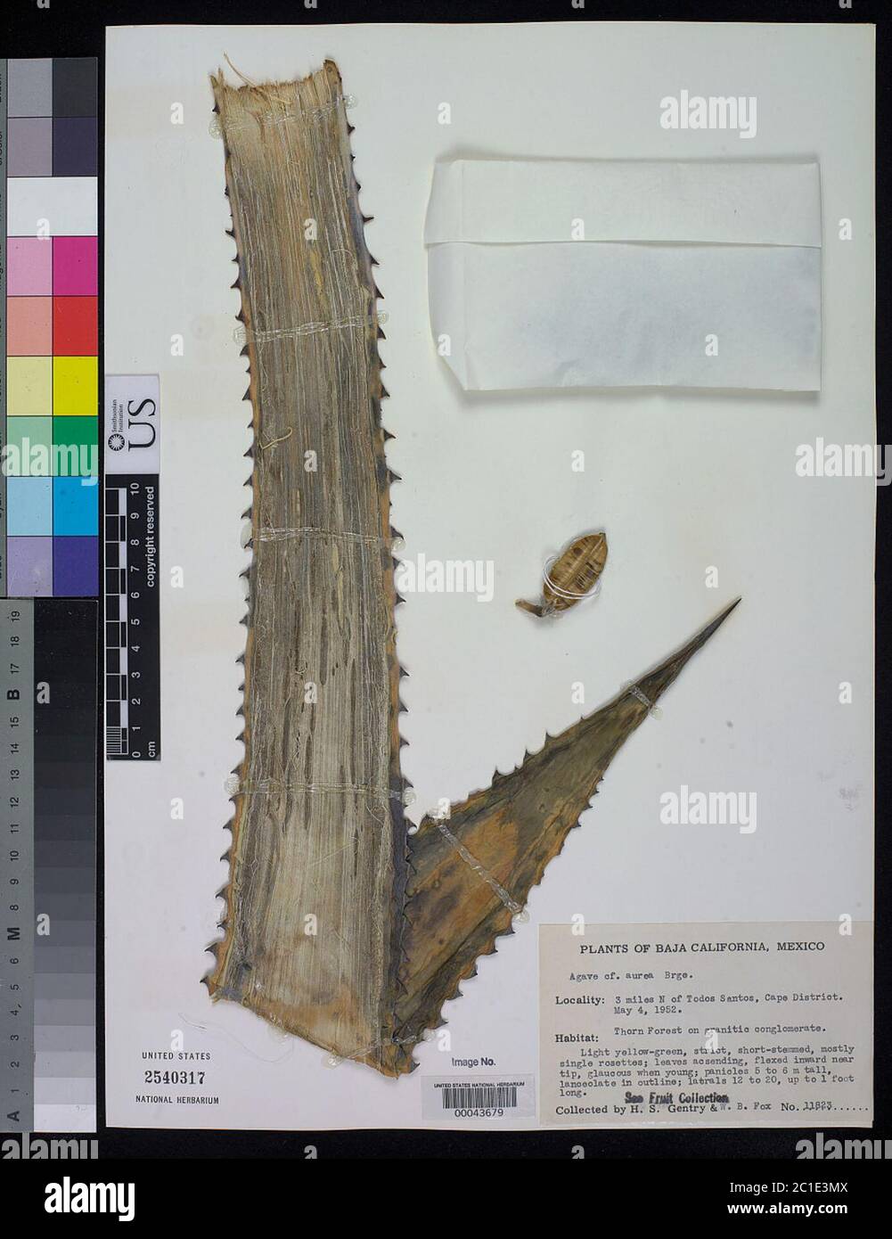 Agave aurea Agave aurea Stock Photo - Alamy