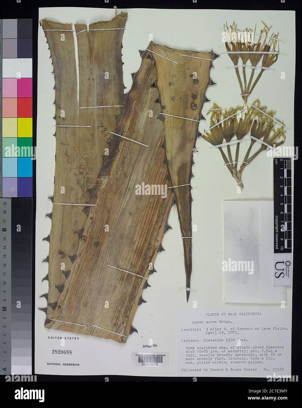 Agave aurea Agave aurea Stock Photo - Alamy