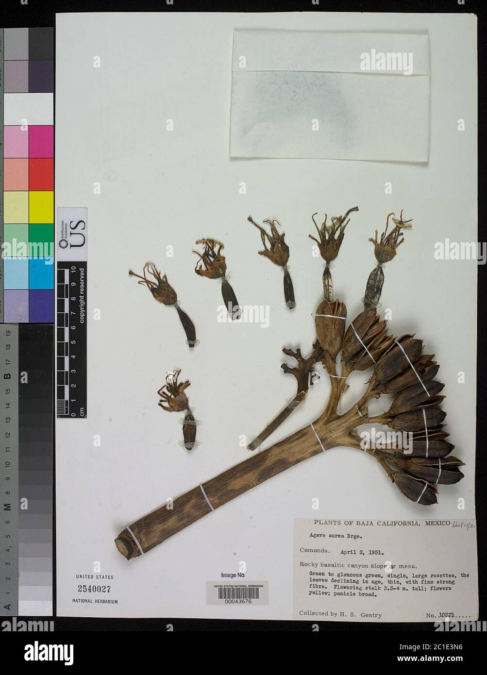 Agave aurea Agave aurea Stock Photo - Alamy