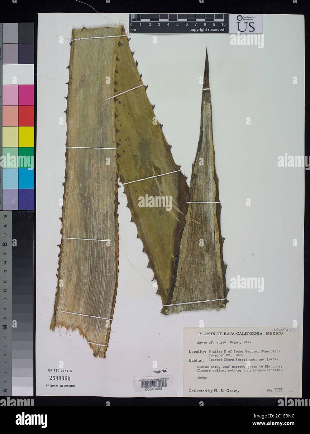 Agave aurea Agave aurea Stock Photo - Alamy