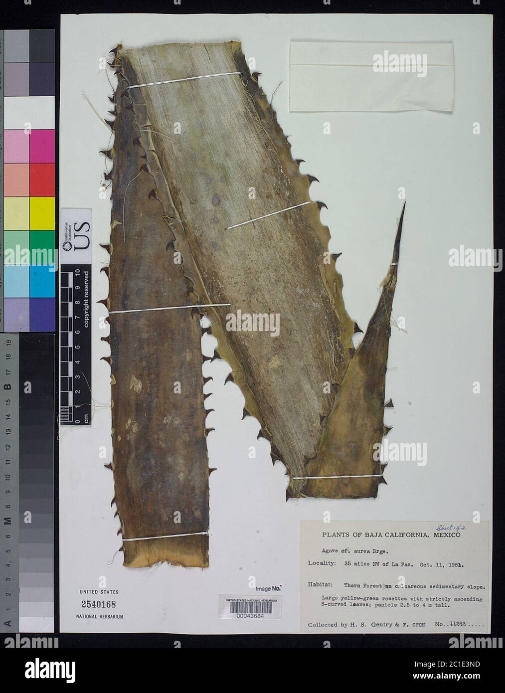 Agave aurea Agave aurea Stock Photo - Alamy