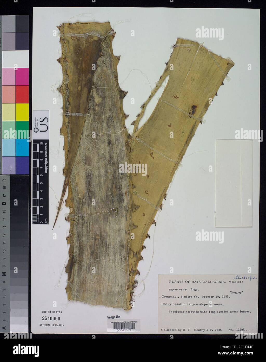 Agave aurea Agave aurea Stock Photo - Alamy