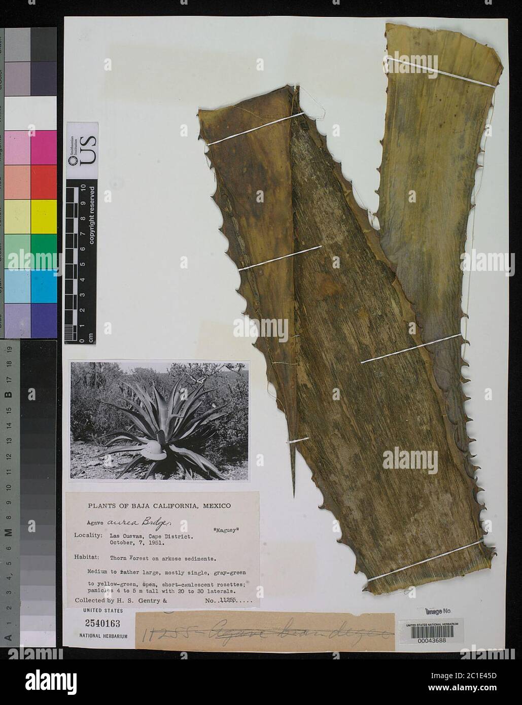 Agave aurea Agave aurea Stock Photo - Alamy