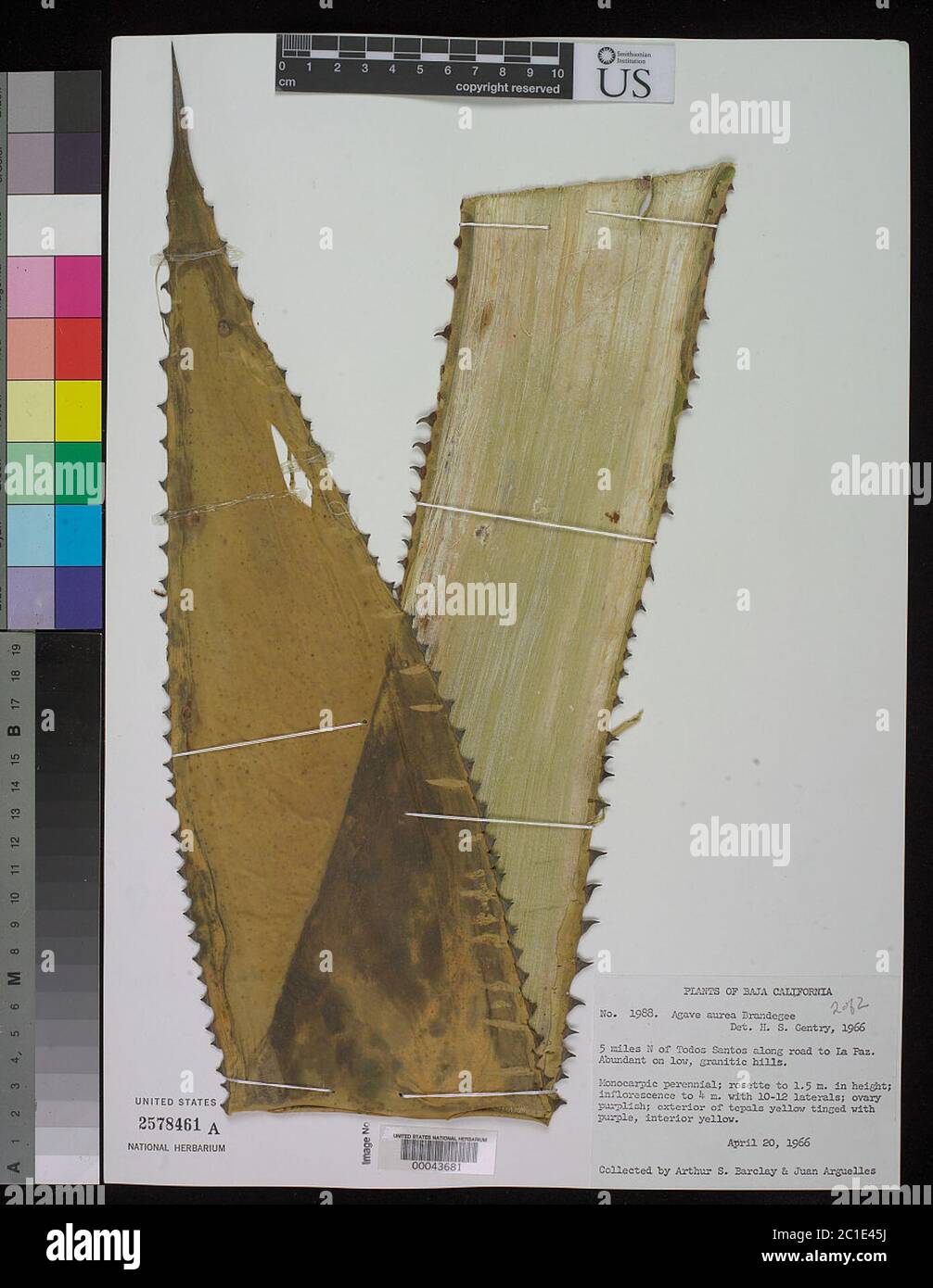 Agave aurea Agave aurea Stock Photo - Alamy