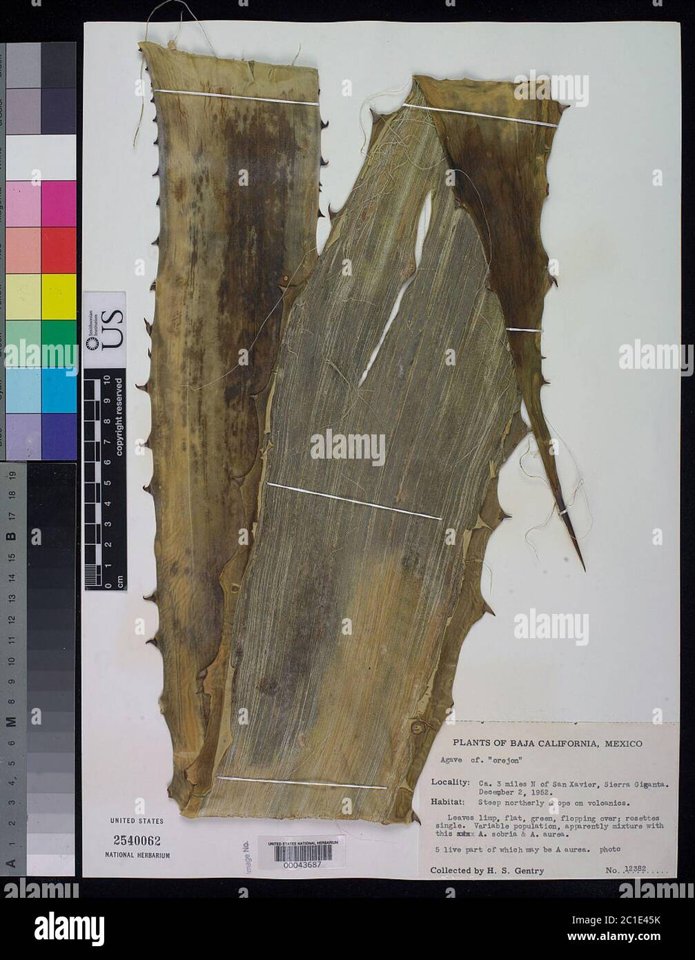 Agave aurea Agave aurea Stock Photo - Alamy