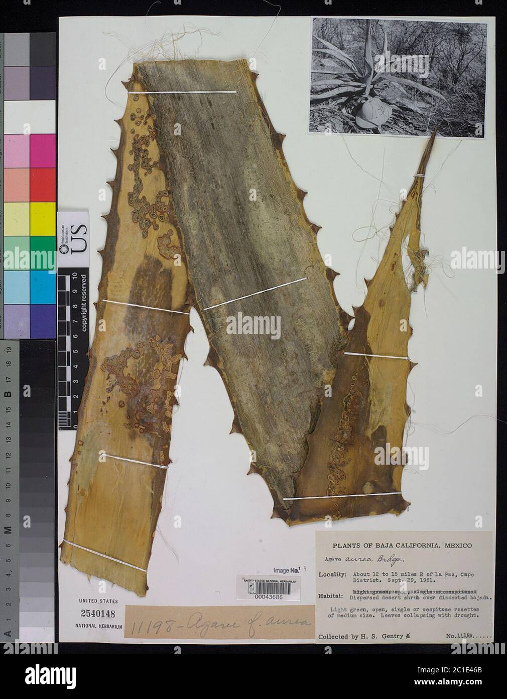 Agave aurea Agave aurea Stock Photo - Alamy