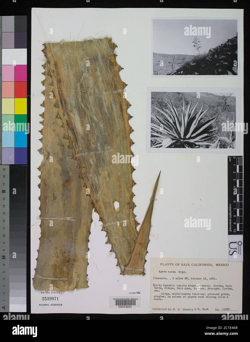 Agave aurea Agave aurea Stock Photo - Alamy